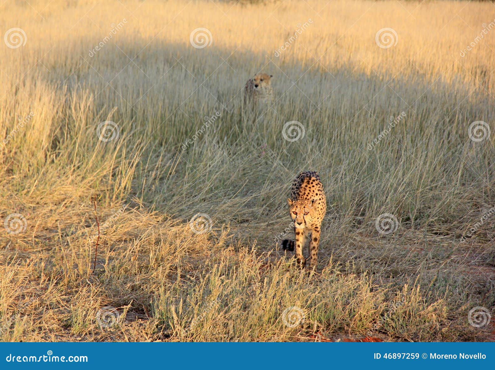 Cheetahs, Namibia stock image. Image of jubatus, predator - 46897259