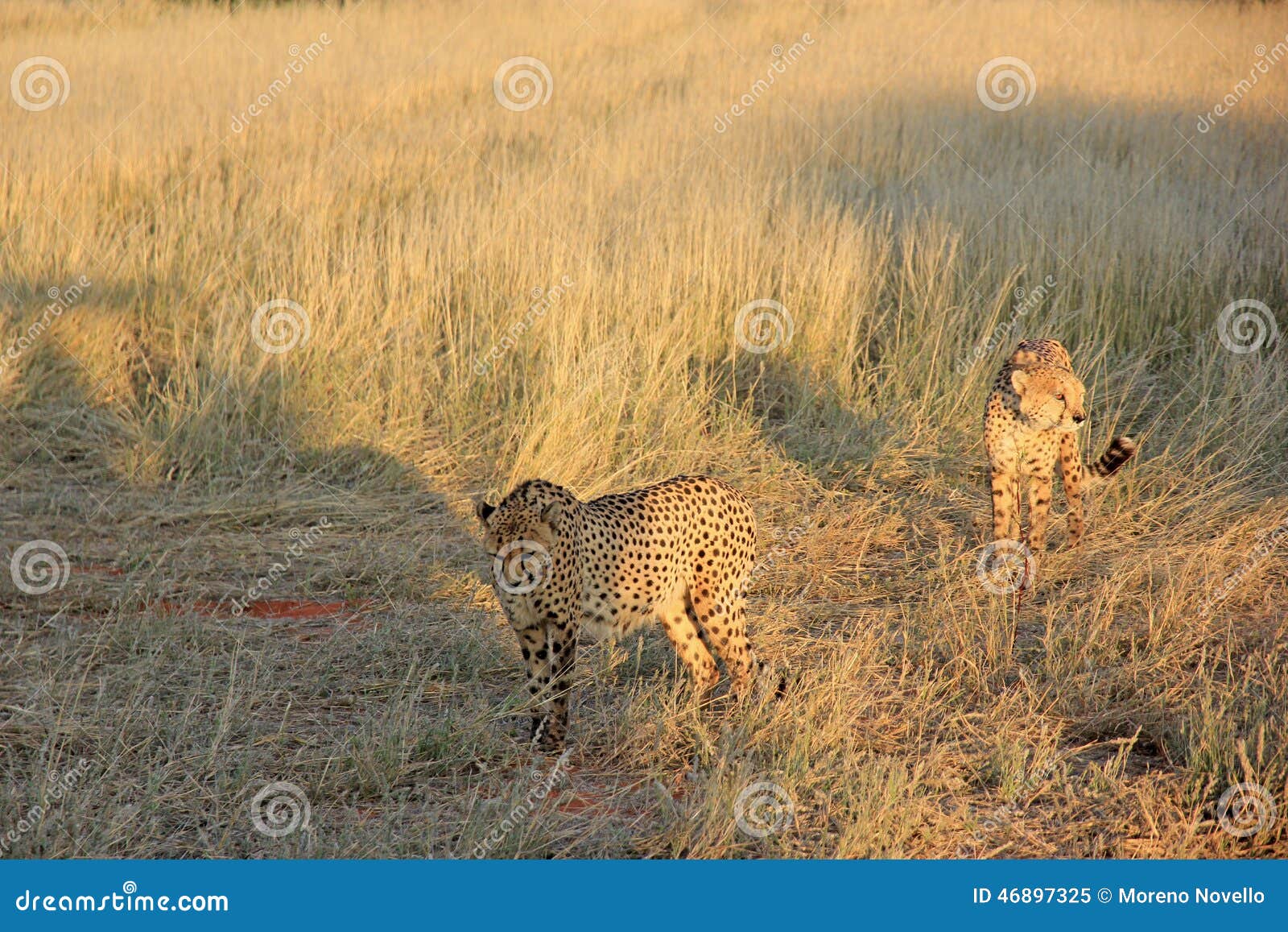Cheetahs, Namibia stock image. Image of hunting, couple - 46897325