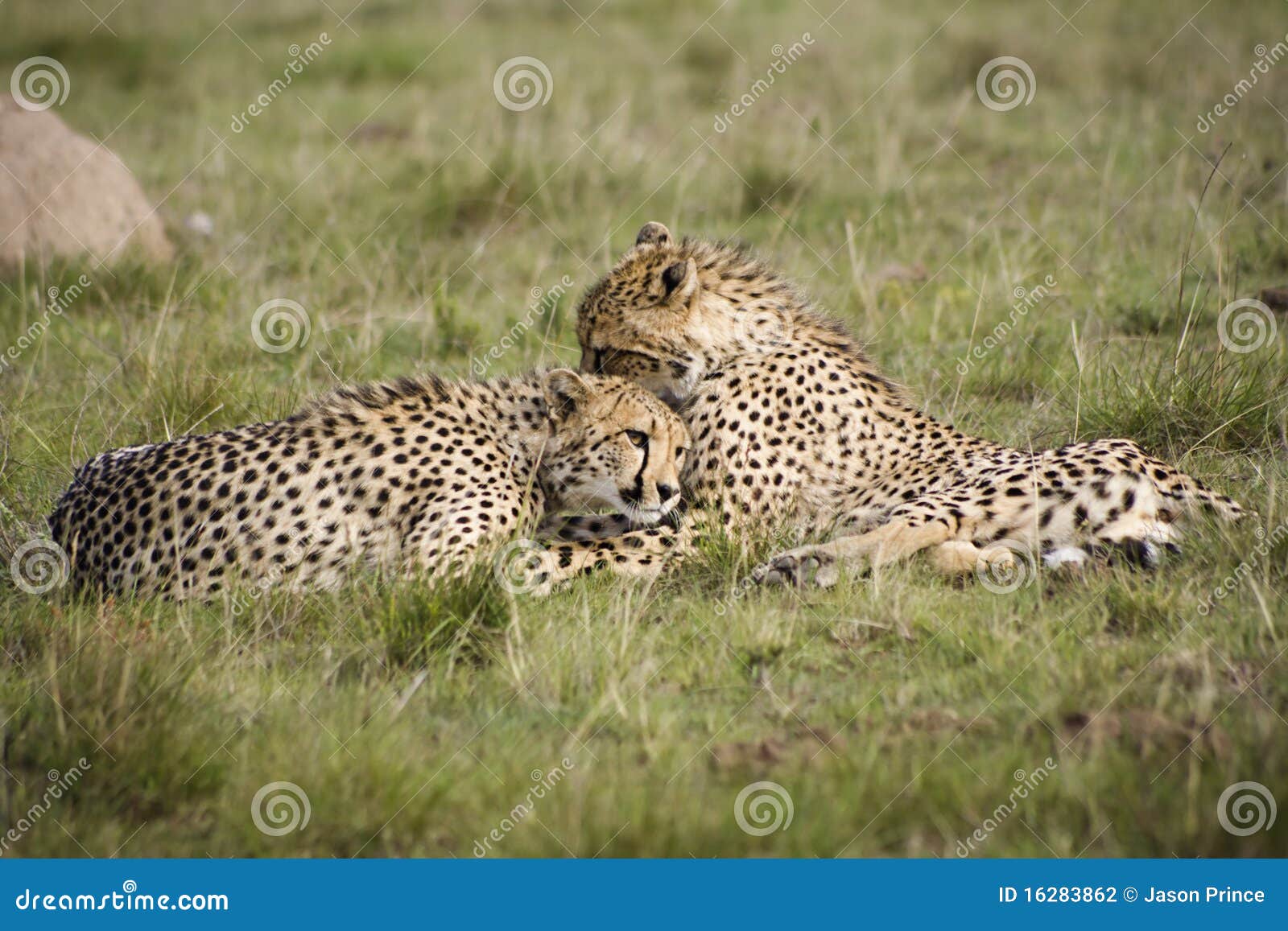 Cheetahs preening stock photo. Image of fauna, conservation - 16283862