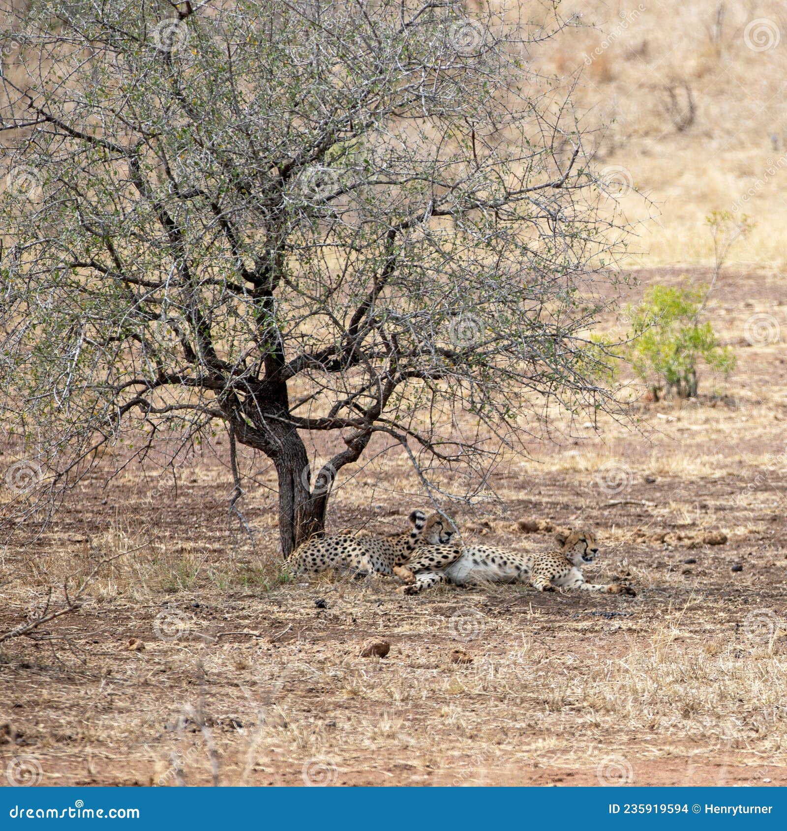Two Cheetahs Resting Under A Tree. Royalty-Free Stock Photo ...