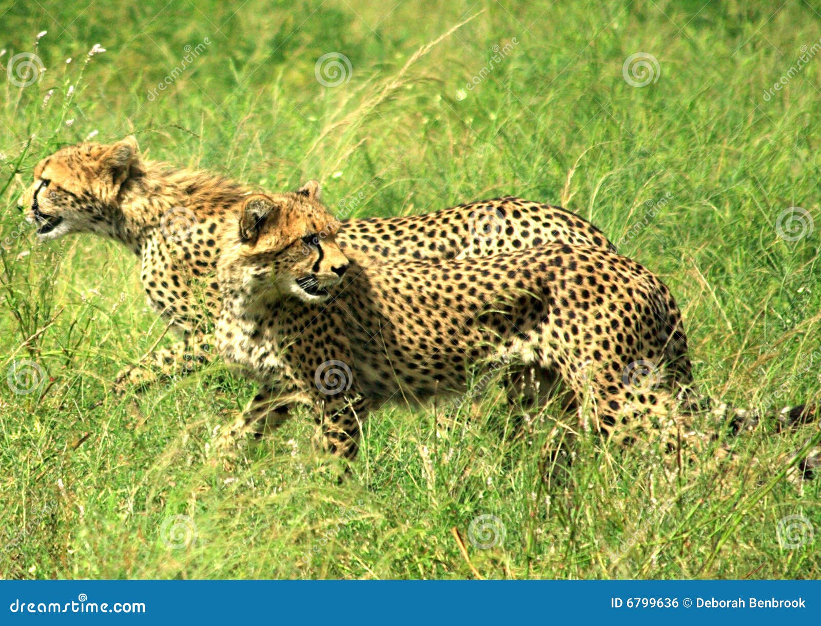 Cheetahs Running Picture. Image: 6799636