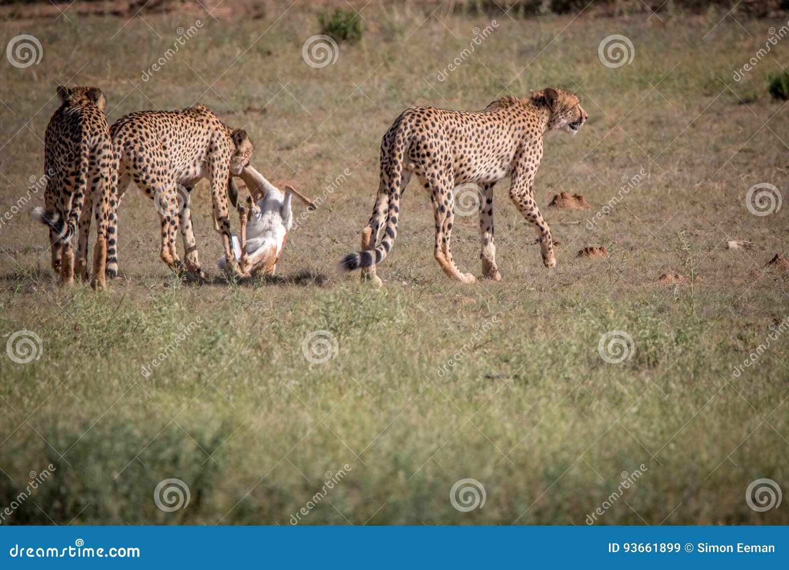 Cheetahs with a Springbok Kill in Kgalagadi. Stock Image - Image of ...