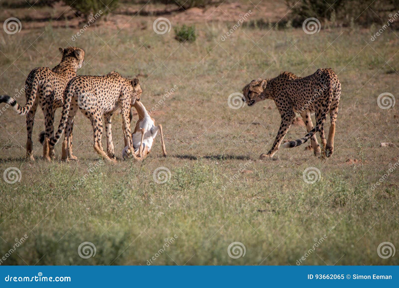 Cheetahs with a Springbok Kill in Kgalagadi. Stock Image - Image of ...
