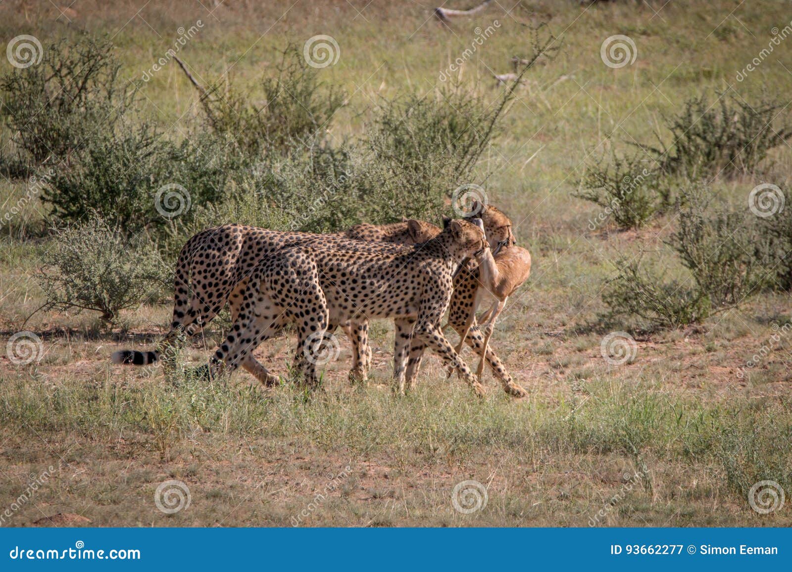 Cheetahs with a Springbok Kill in Kgalagadi. Stock Image - Image of ...