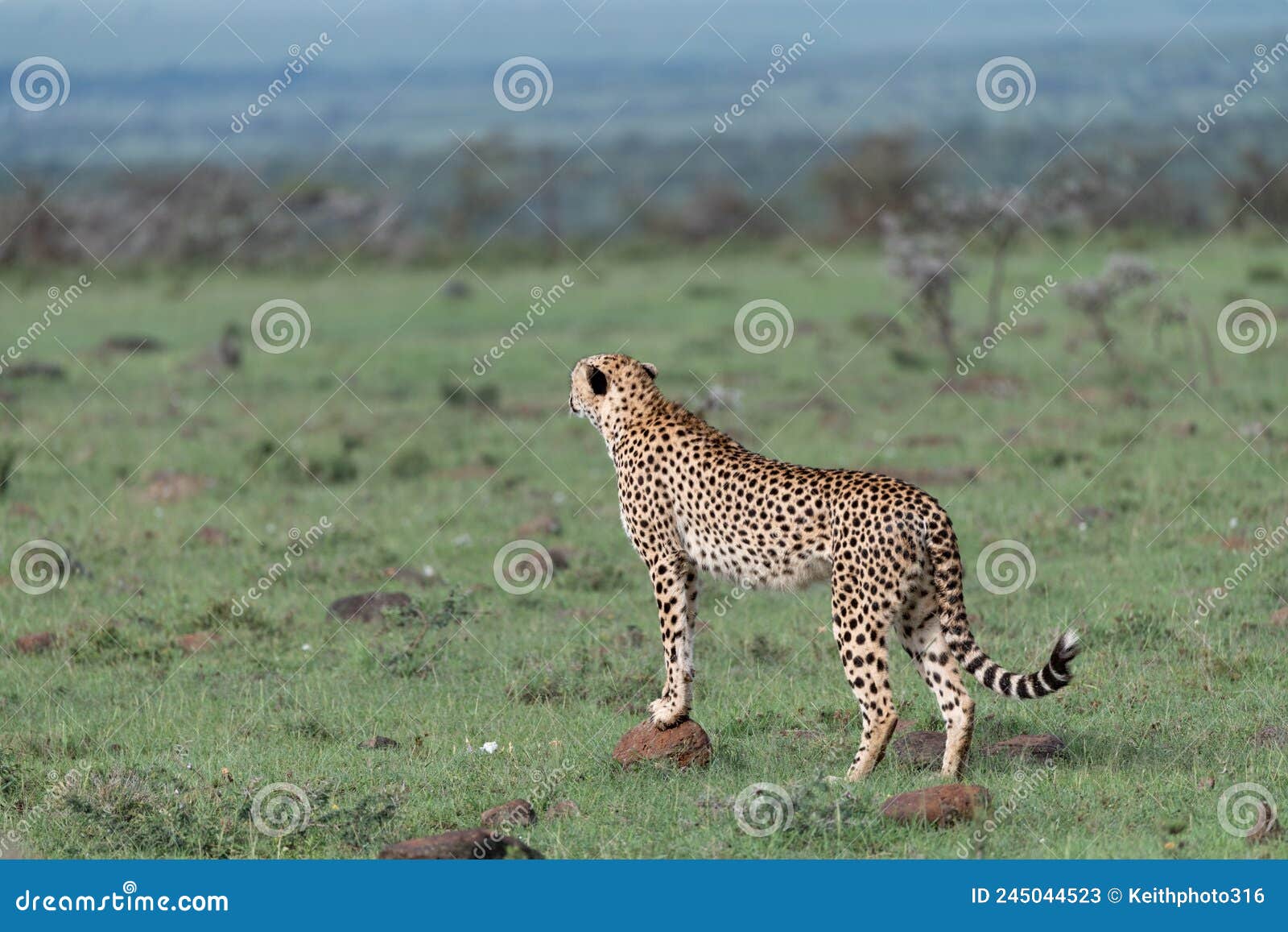 Cheetahs Standing in the Savannah Stock Image - Image of cunning ...