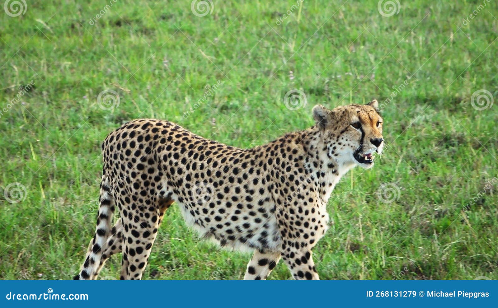 Cheetahs in the Wild of Africa in Search of Prey Stock Image - Image of ...