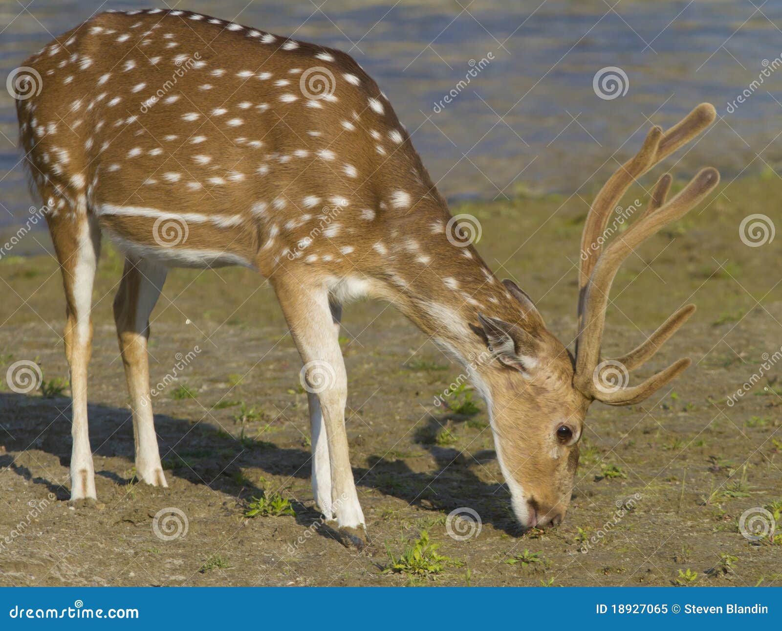 Cheetal Spotted Deer - Axis Axis Stock Image - Image of eating, park ...