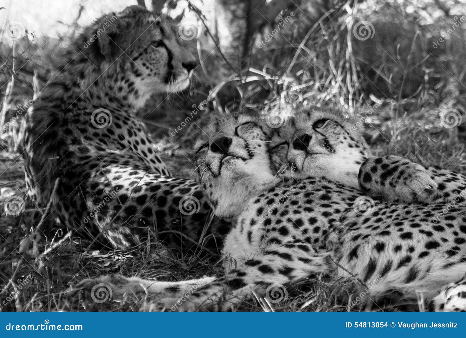 Cheetas Stock Photos - Free & Royalty-Free Stock Photos from Dreamstime