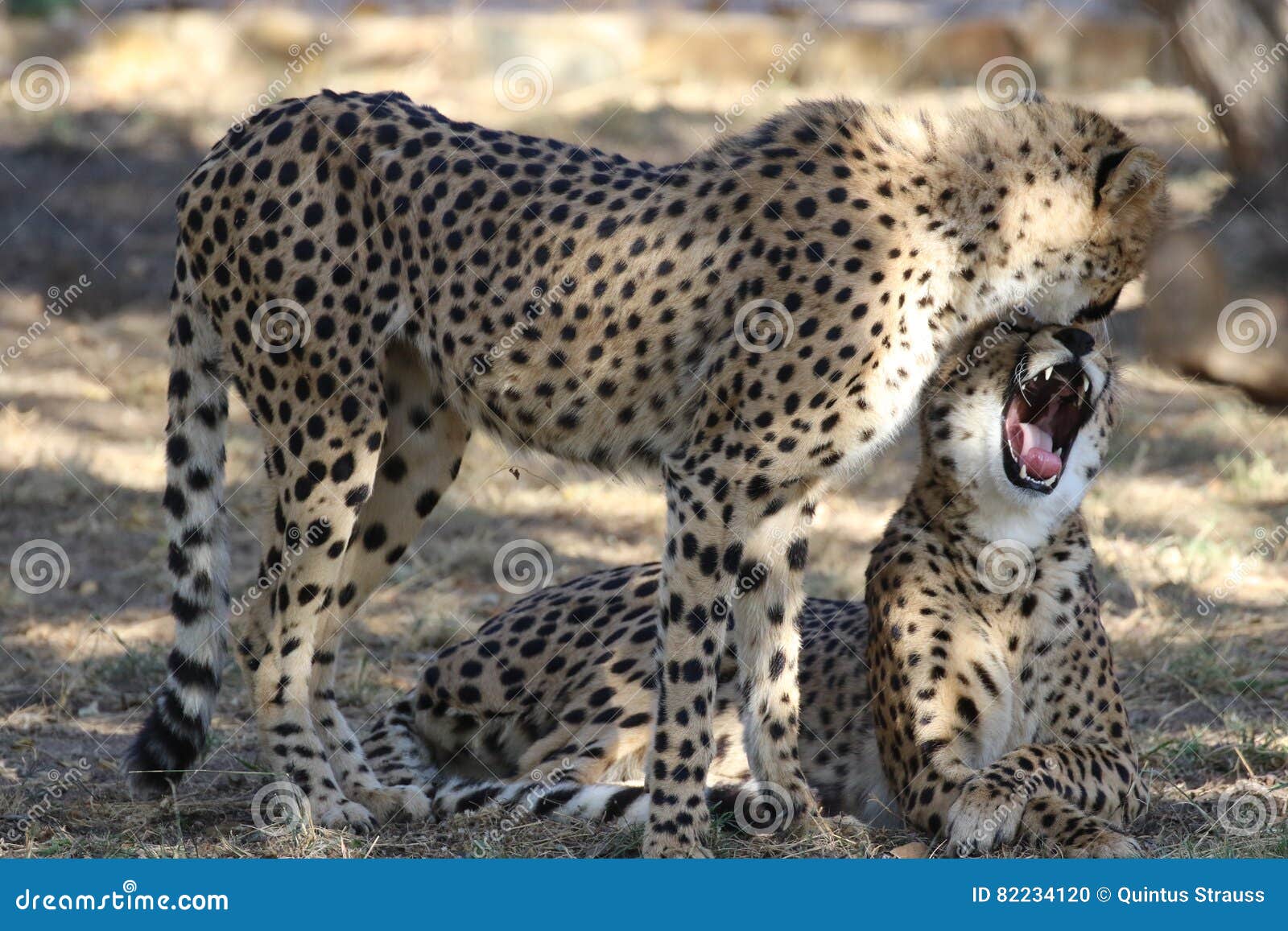 Cheetha stock photo. Image of protecting, cheetha, kruger - 82234120