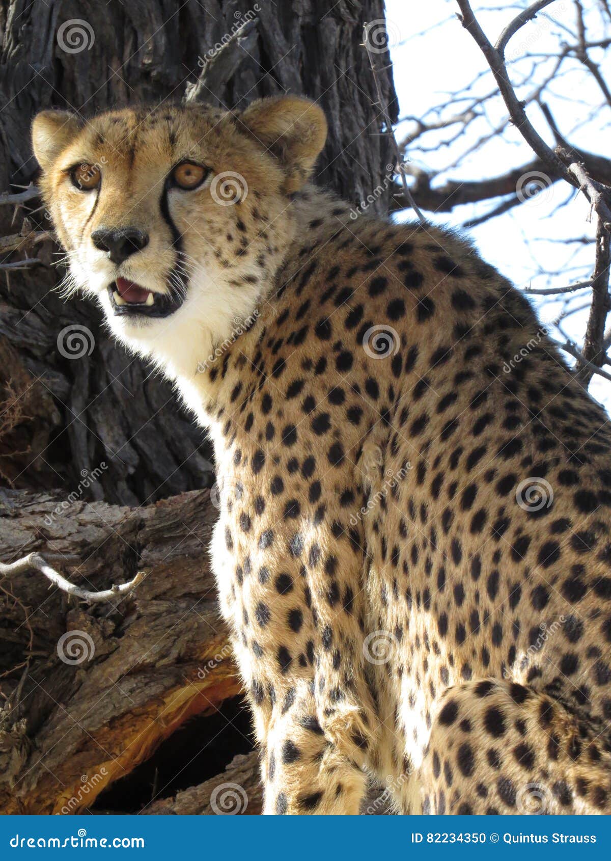 Cheetha stock photo. Image of cheetah, brothers, park - 82234350