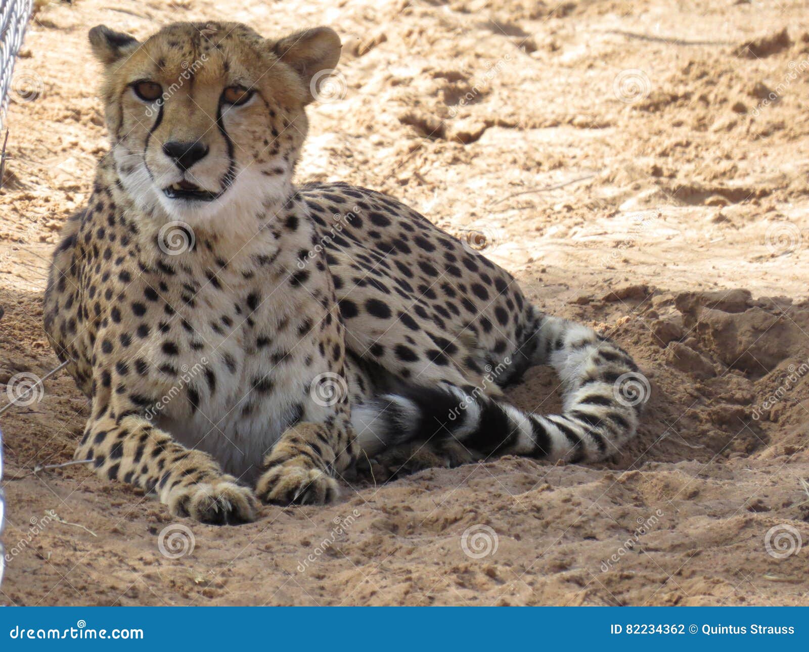 Cheetha stock photo. Image of cheetha, national, african - 82234362