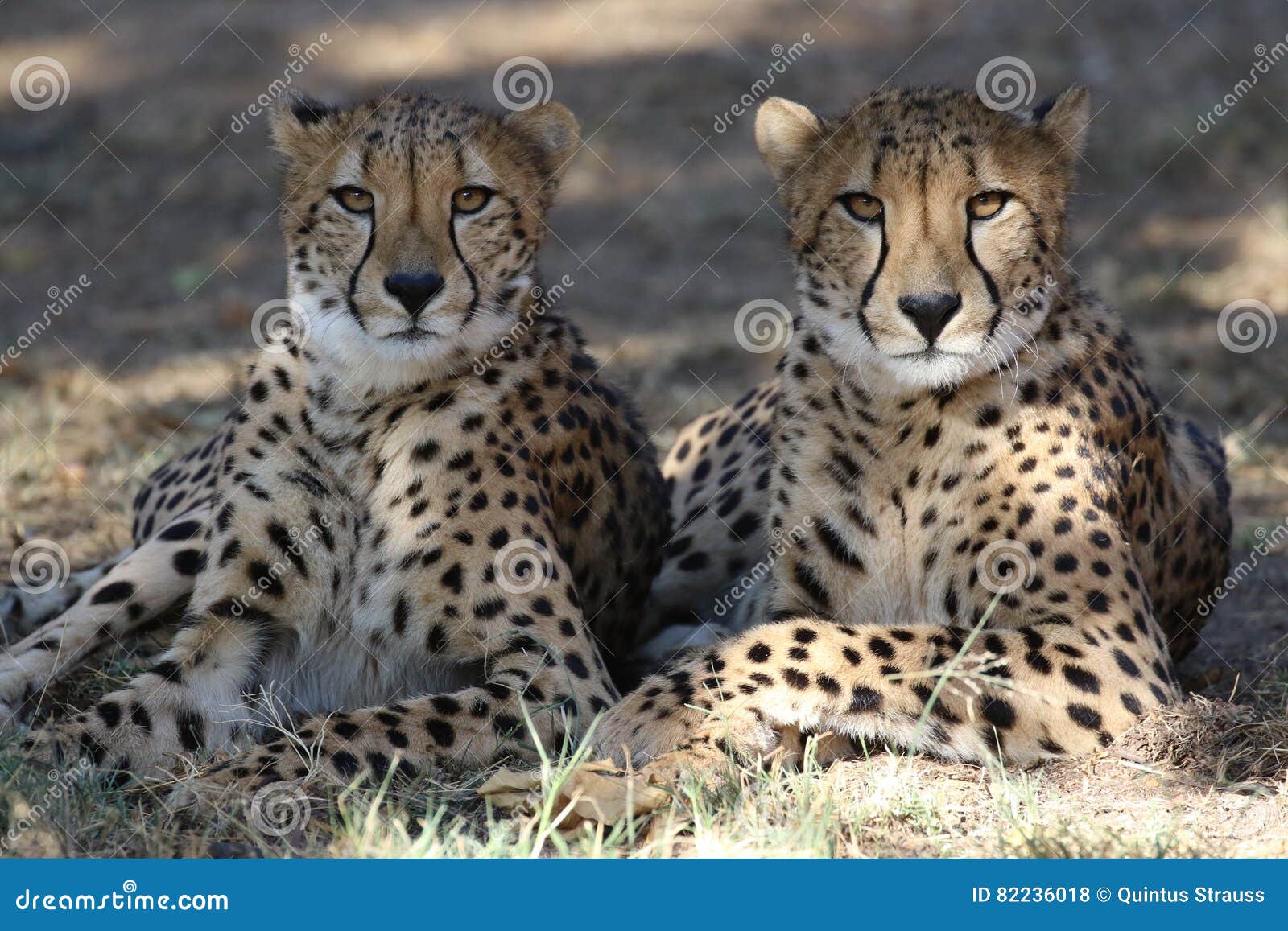 Cheetha stock photo. Image of cheetha, bush, wildlife - 82236018