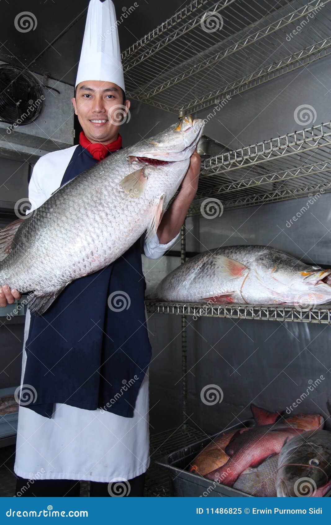 Chef and big fish stock image. Image of industry, staff - 11486825