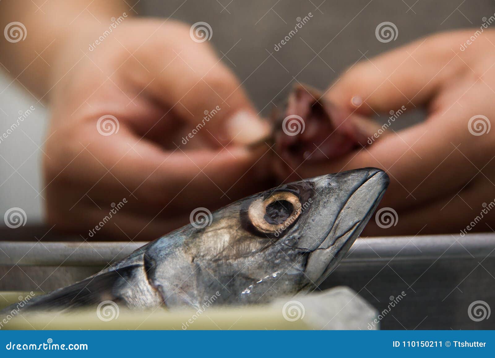 Chef cleaning a fish. stock image. Image of home, finger - 110150211