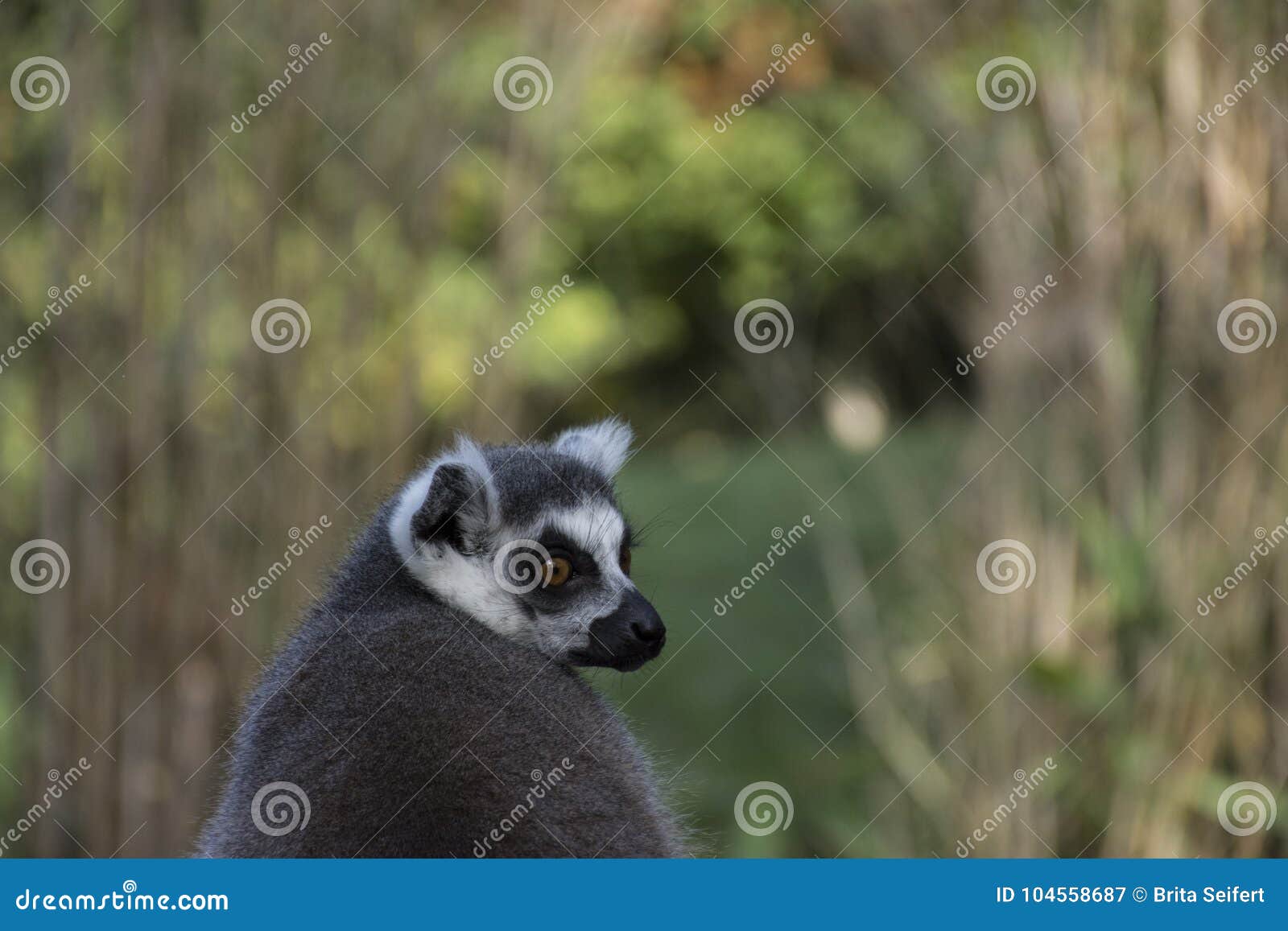 Chef D'un Lémur De Maki, Singe De Primat Image stock - Image du ...