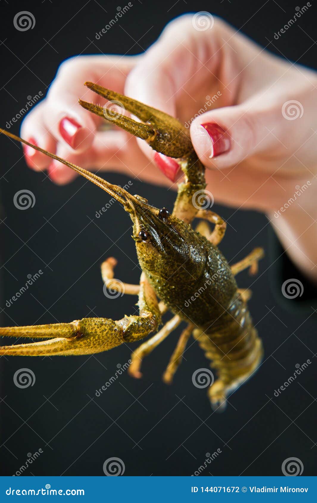 The Chef Holds a Live Crayfish. Black Background, Side View, Space for ...