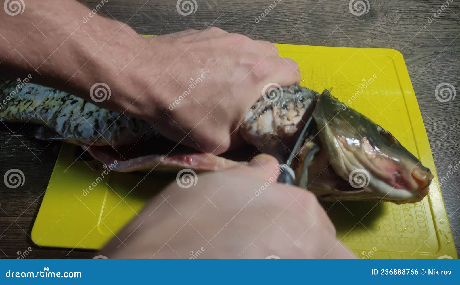 The Chef in the Kitchen Cuts Fresh Carp Fish, Cuts Off the Fish`s Head ...