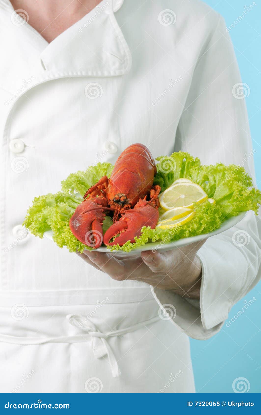 Chef with lobster stock photo. Image of elegance, cooking - 7329068