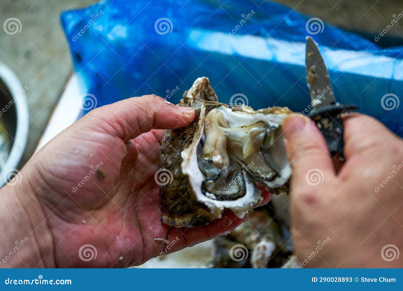 A Chef is Prying Open the Shells of Oysters, Opening the Oysters Stock ...