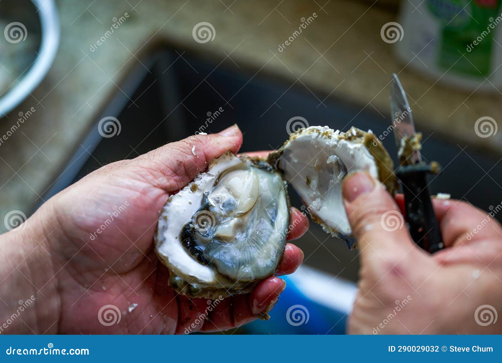 A Chef is Prying Open the Shells of Oysters, Opening the Oysters Stock ...