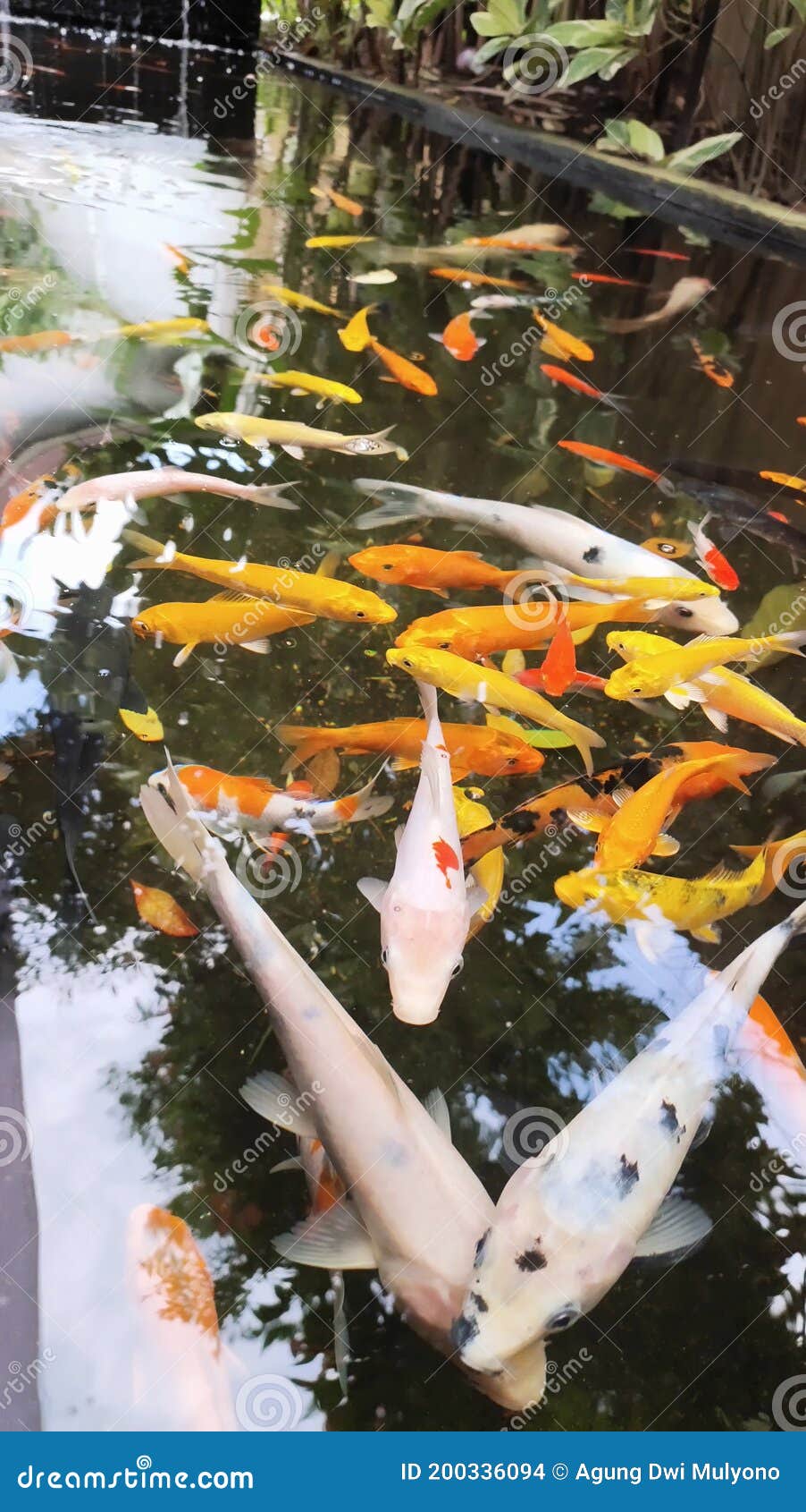 Cheira peixe foto de stock. Imagem de arte, marisco - 200336094