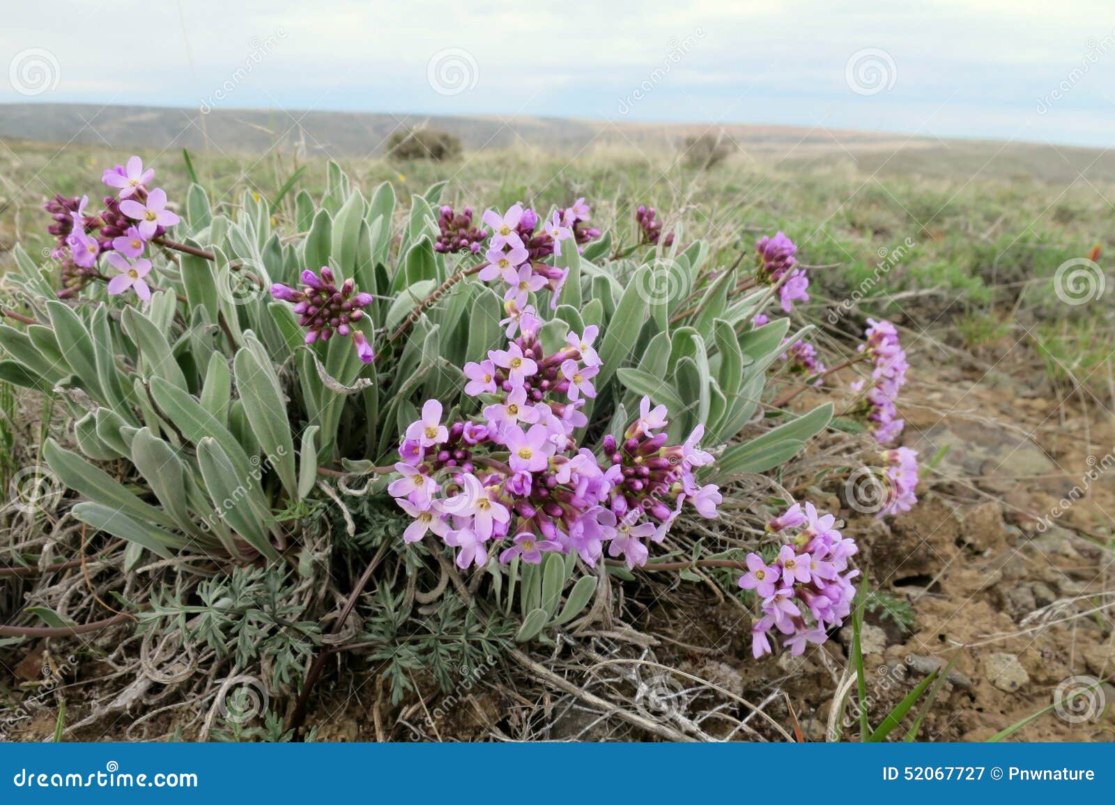 Cheiranthoides Di Phoenicaulis - Di Daggerpod Immagine Stock - Immagine ...