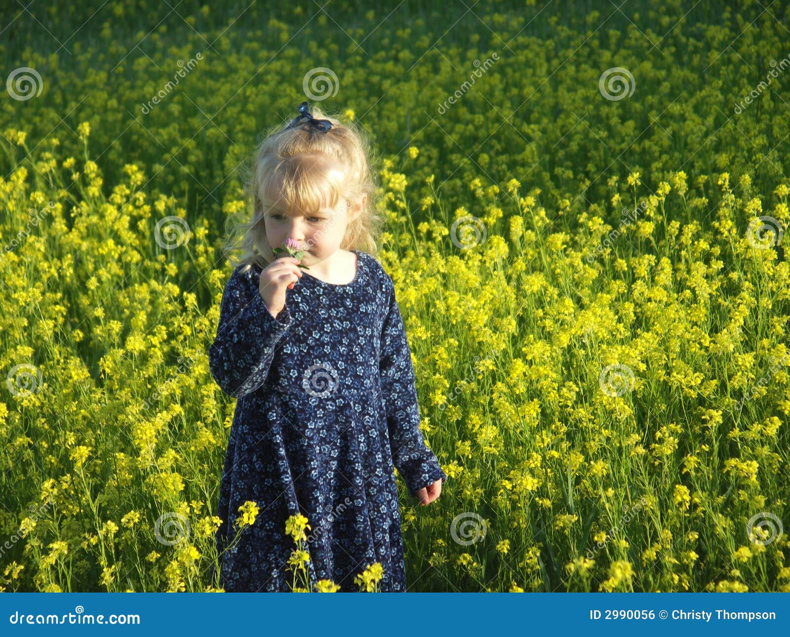 Cheire as flores foto de stock. Imagem de flor, escolha - 2990056