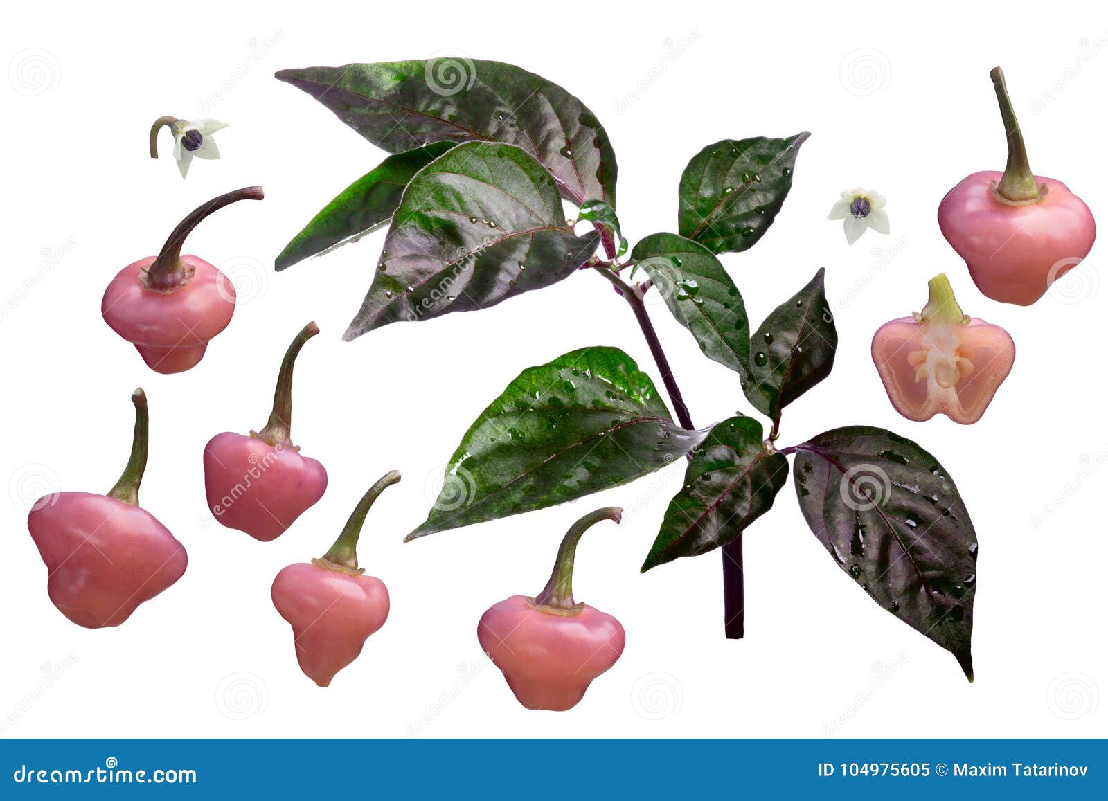 Cheiro Roxa Chiles C Chinense Elements, Paths Stock Image ...