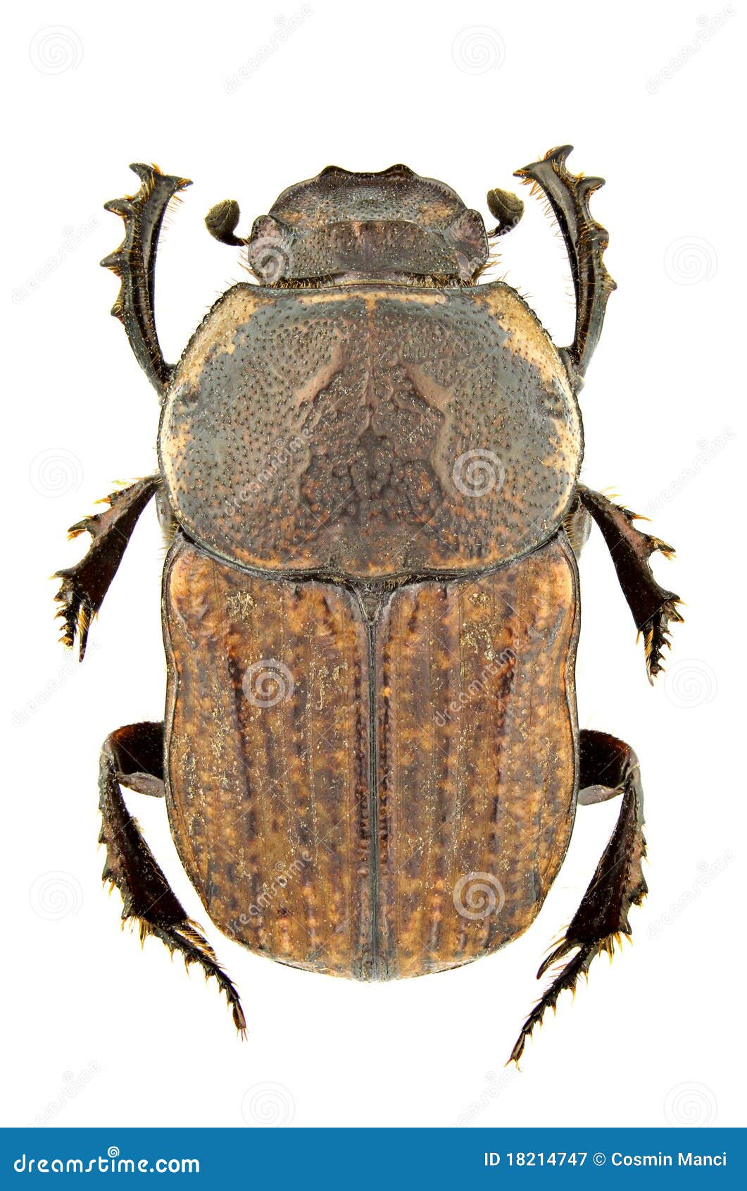 Cheironitis ungaricus stock image. Image of isolated - 18214747