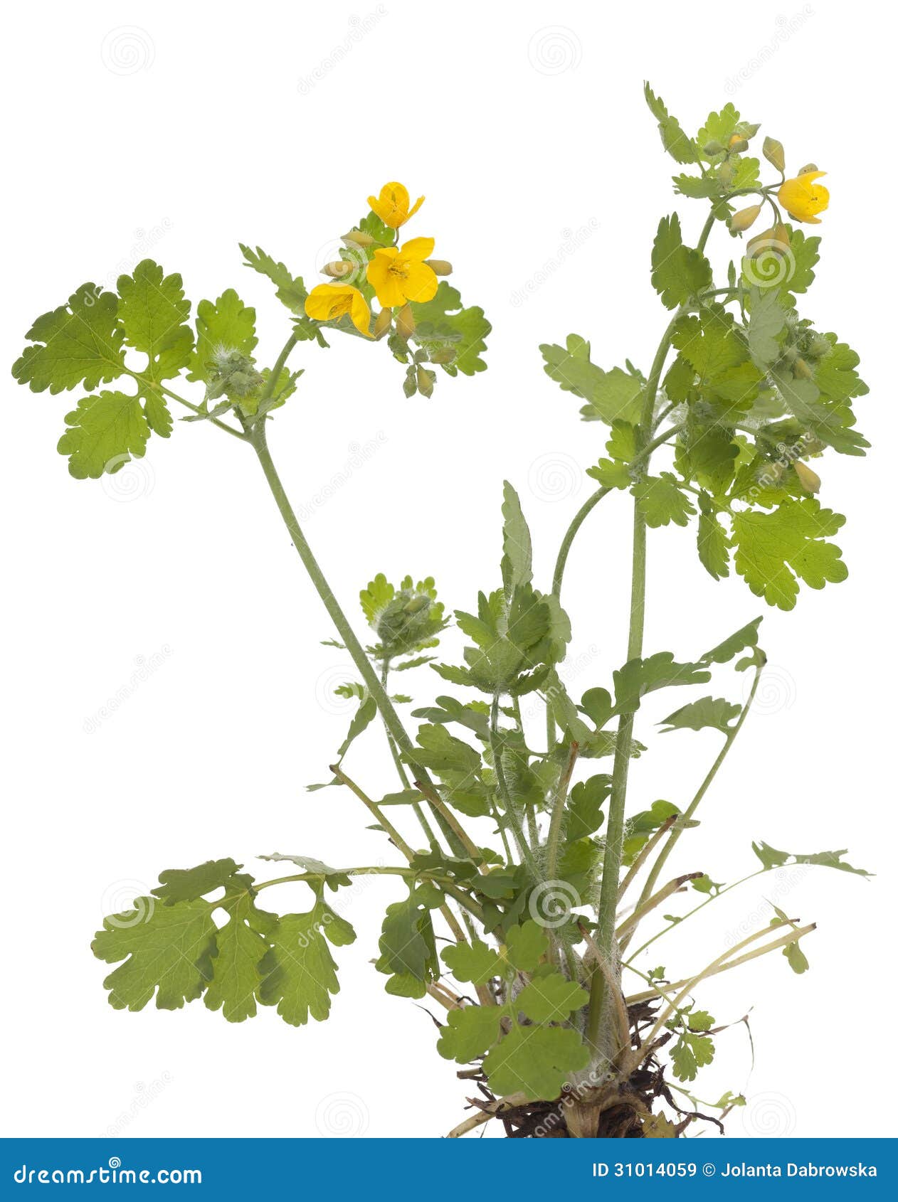 Chelidonium imagem de stock. Imagem de flora, macro, meada - 31014059