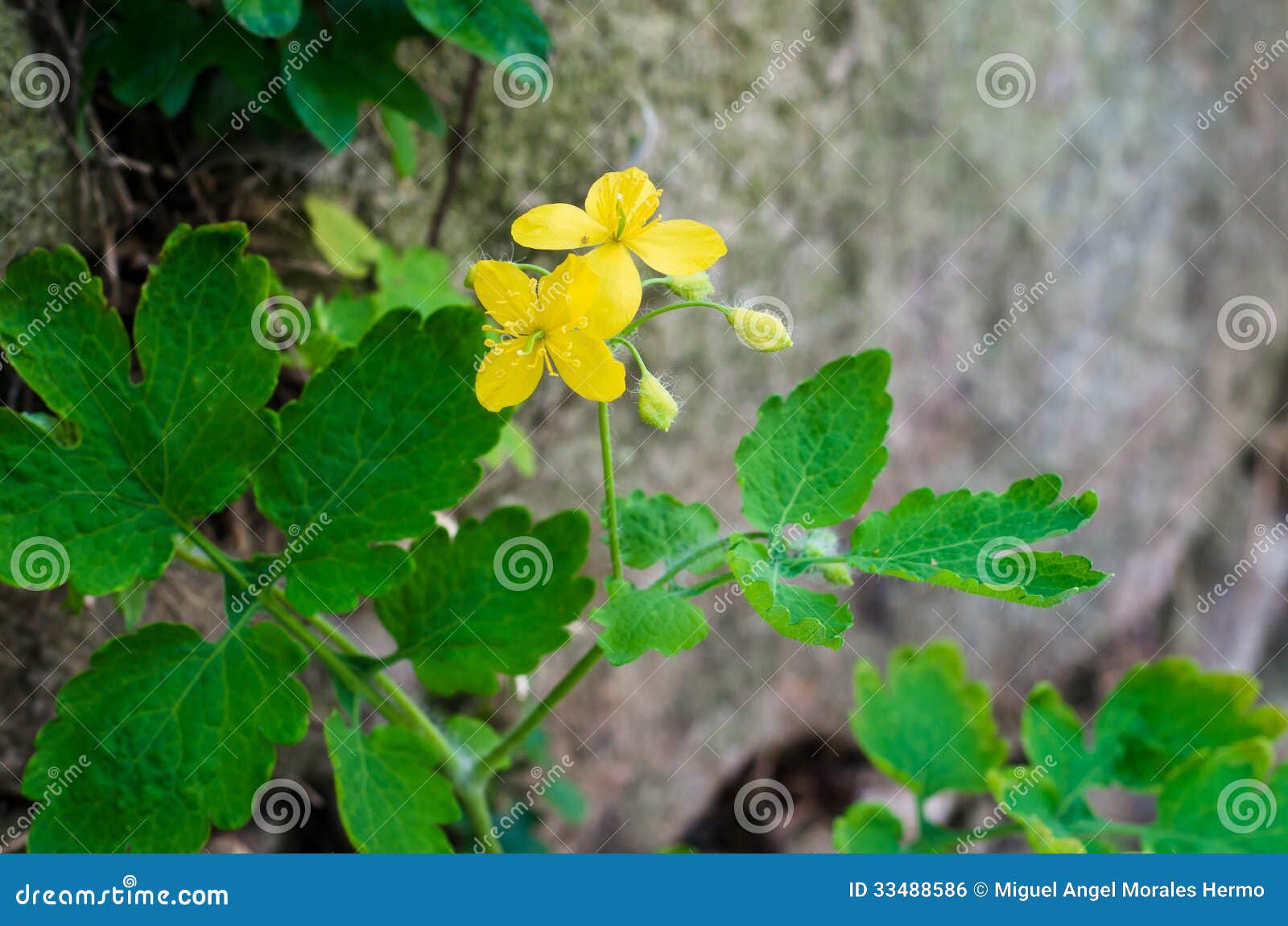 Chelidonium stock photo. Image of herbacea, golondrinera - 33488586