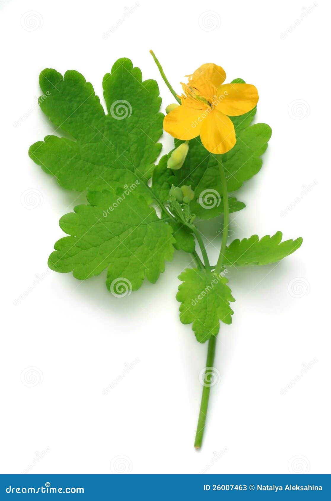 Chelidonium (greater Celandine) Flower and Leaf Stock Image - Image of ...