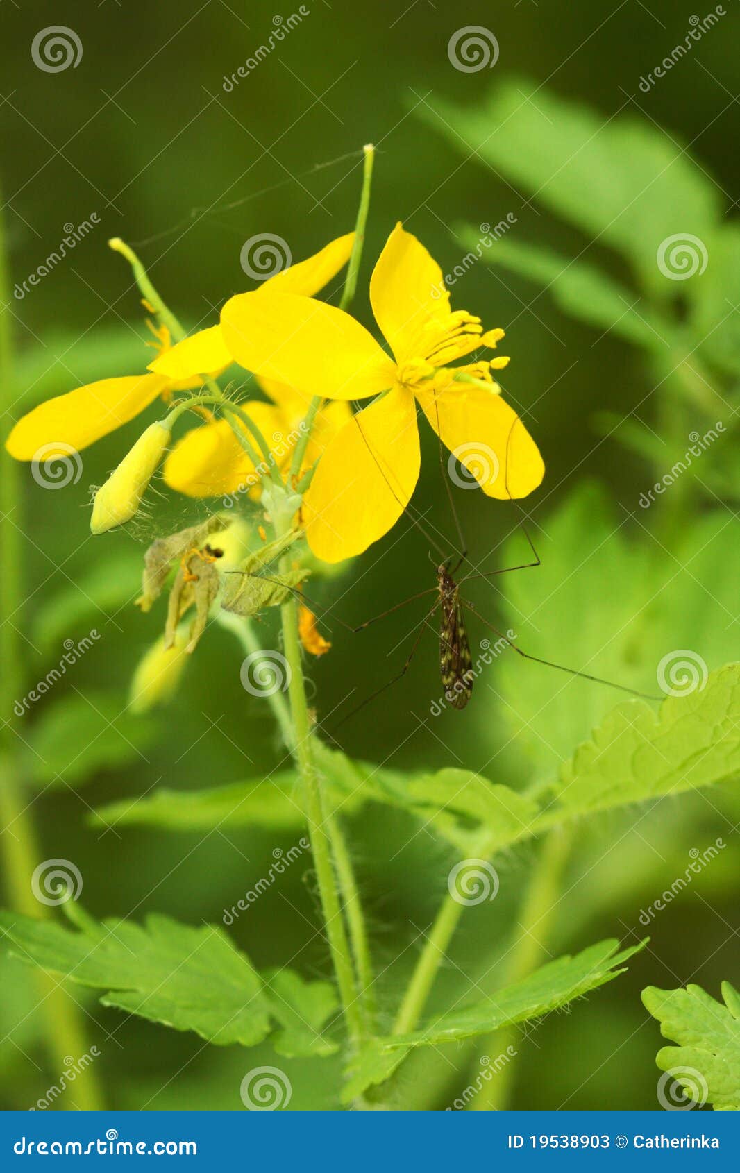 Chelidonium majus stock image. Image of celandine, closeup - 19538903