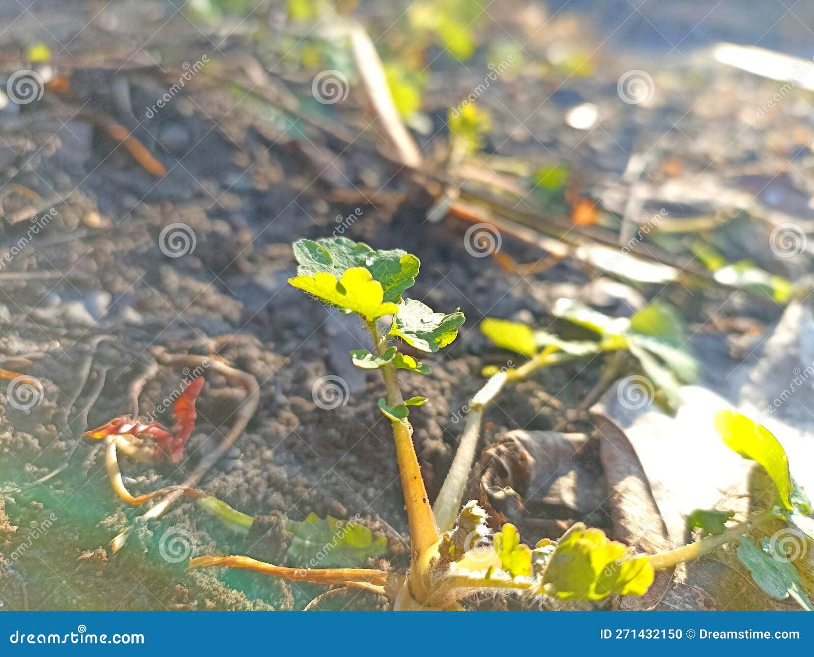 Chelidonium Majus, the Greater Celandine in Early Spring Stock Photo ...