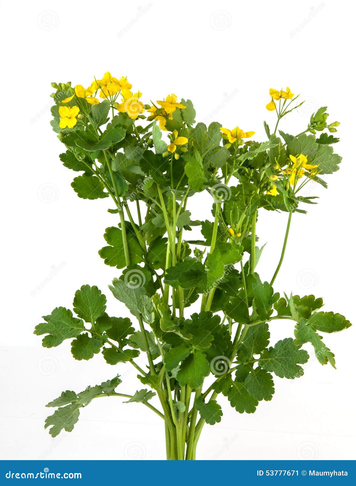 Chelidonium majus stock image. Image of outdoors, habitat - 53777671