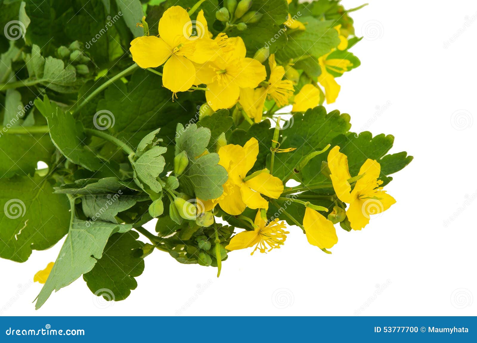 Chelidonium majus stock photo. Image of growth, flora - 53777700