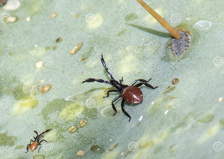 Chelinidea vittiger nymphs stock image. Image of hemiptera - 91298341