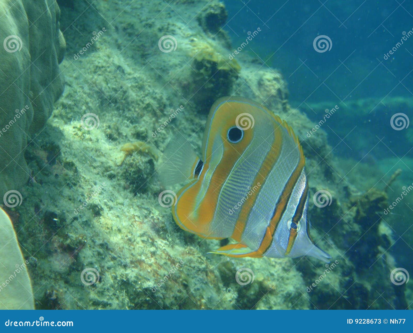 Chelmon Rostratus - Four Eye Butterfly Fish Stock Image - Image of ...