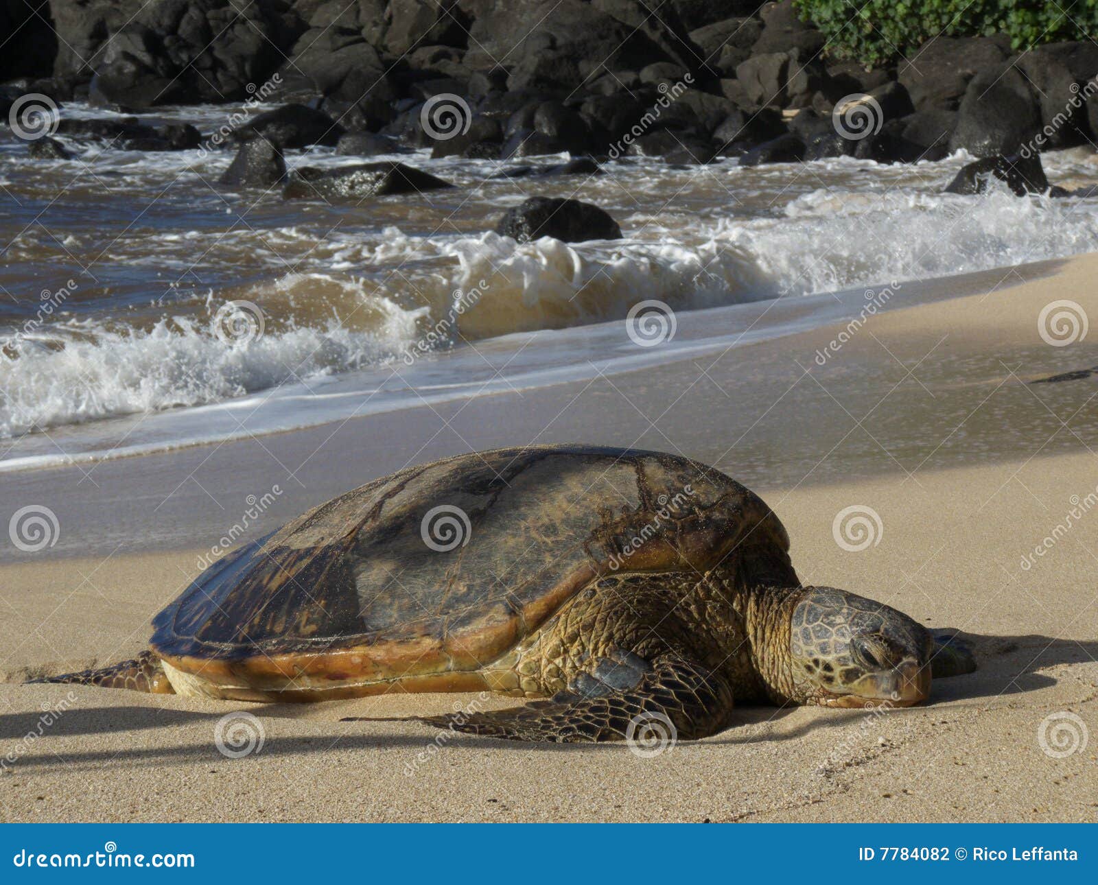 Chelonia mydas stock photo. Image of bask, turtle, resting - 7784082