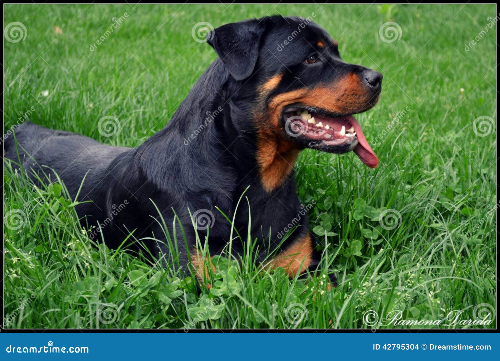 Chelsea the dog stock photo. Image of rottweiler, chelsea - 42795304