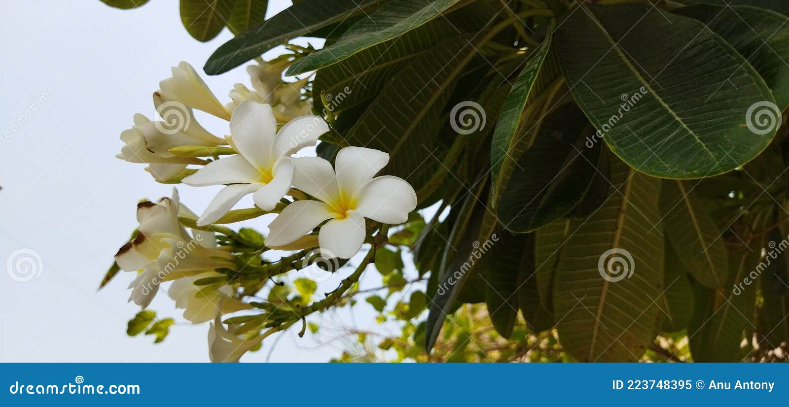 Chembaka Stock Photos - Free & Royalty-Free Stock Photos from Dreamstime