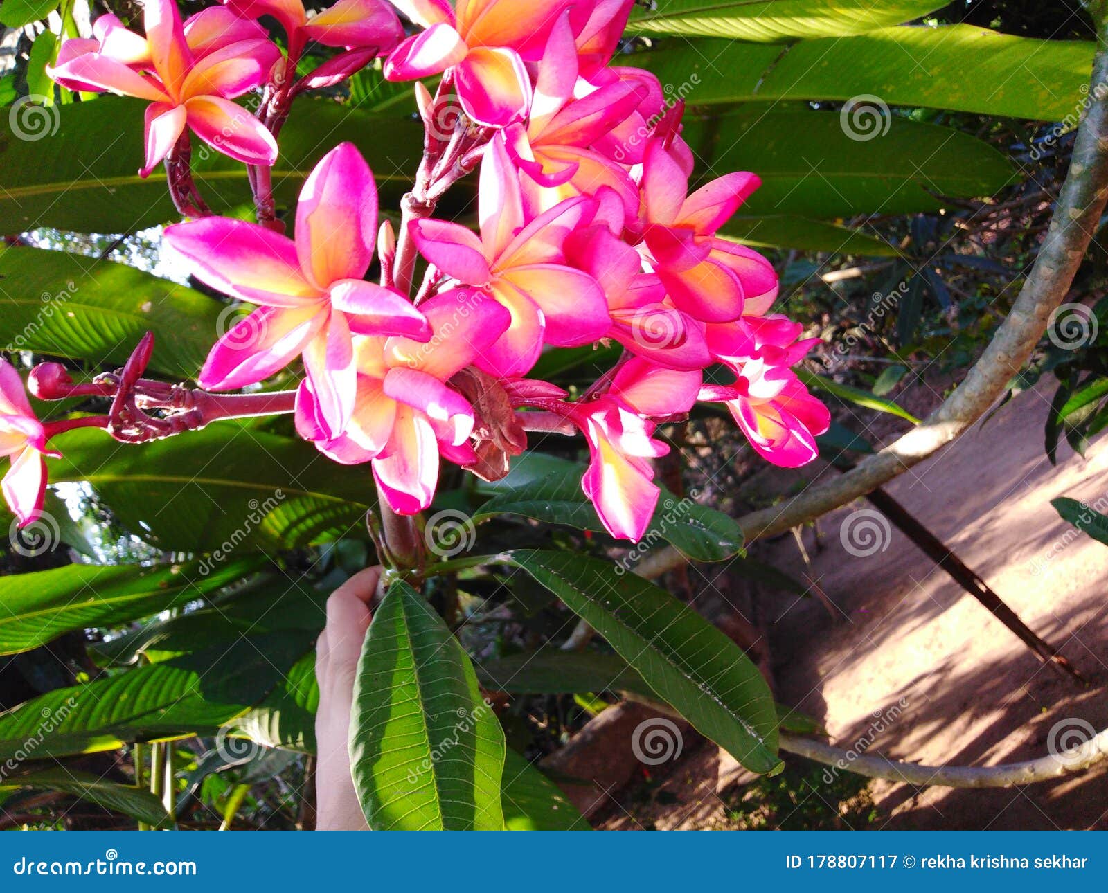 Chembakam special variety stock image. Image of plant - 178807117