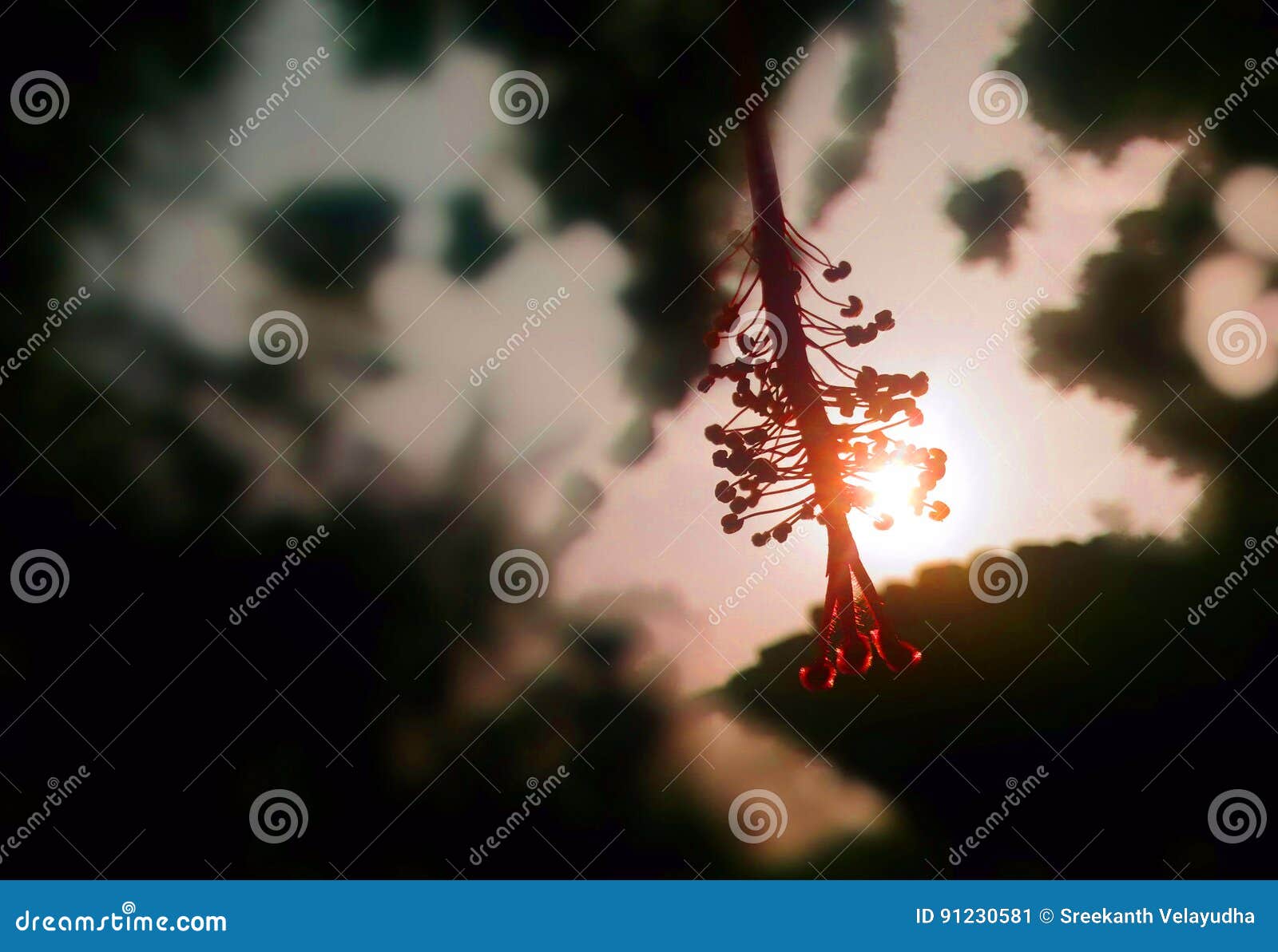 CHEMBARATHI FLOWER of KERALA Stock Image - Image of indian, buetifull ...