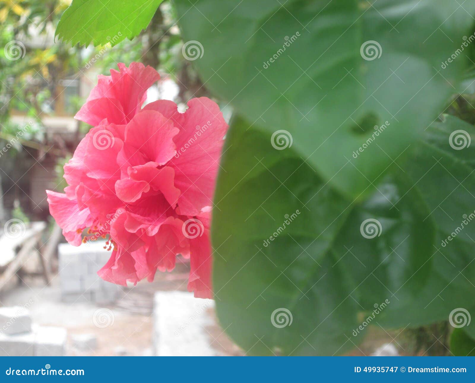Chembarathi stock image. Image of garden, chembarathi - 49935747