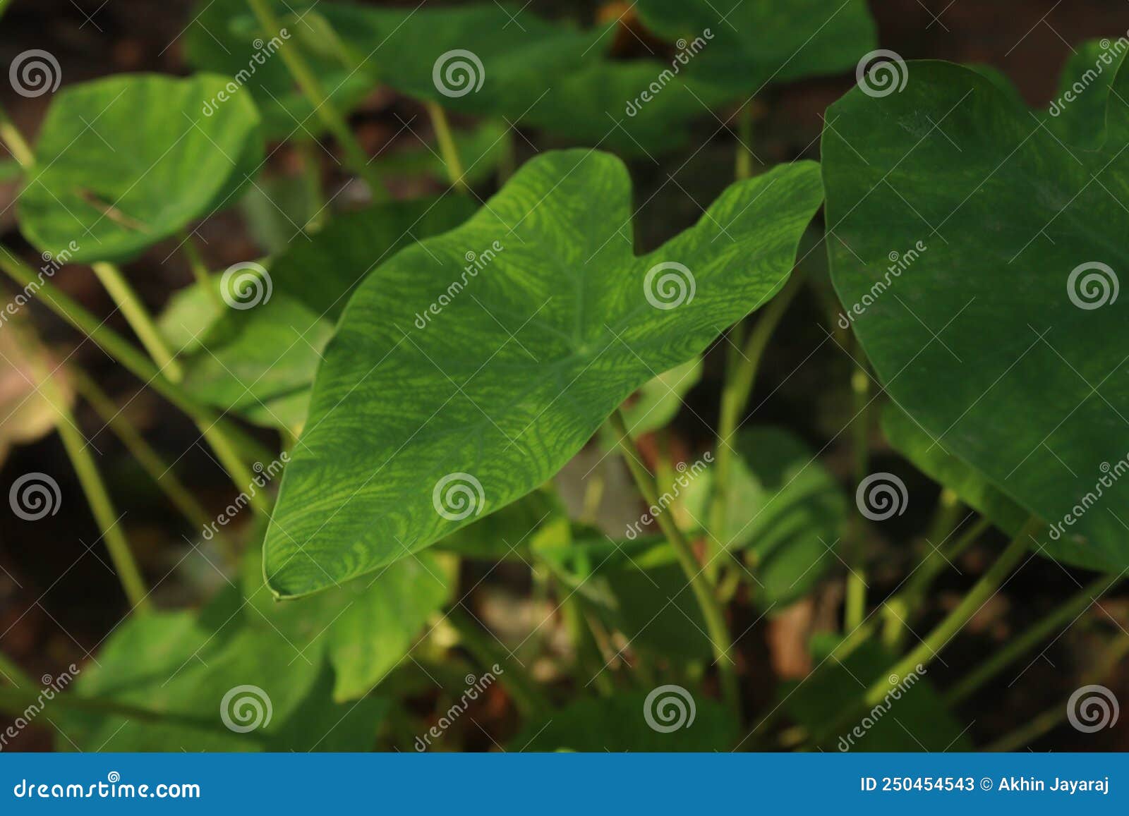 Chembila Also Called As Colocasia Stock Image - Image of green, texture ...