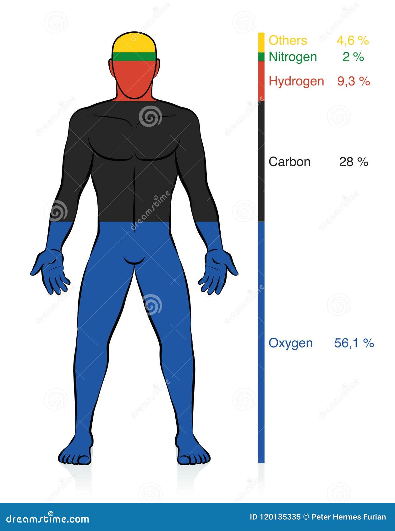 Chemical Composition Human Body Male Chemical Elements Stock Vector ...