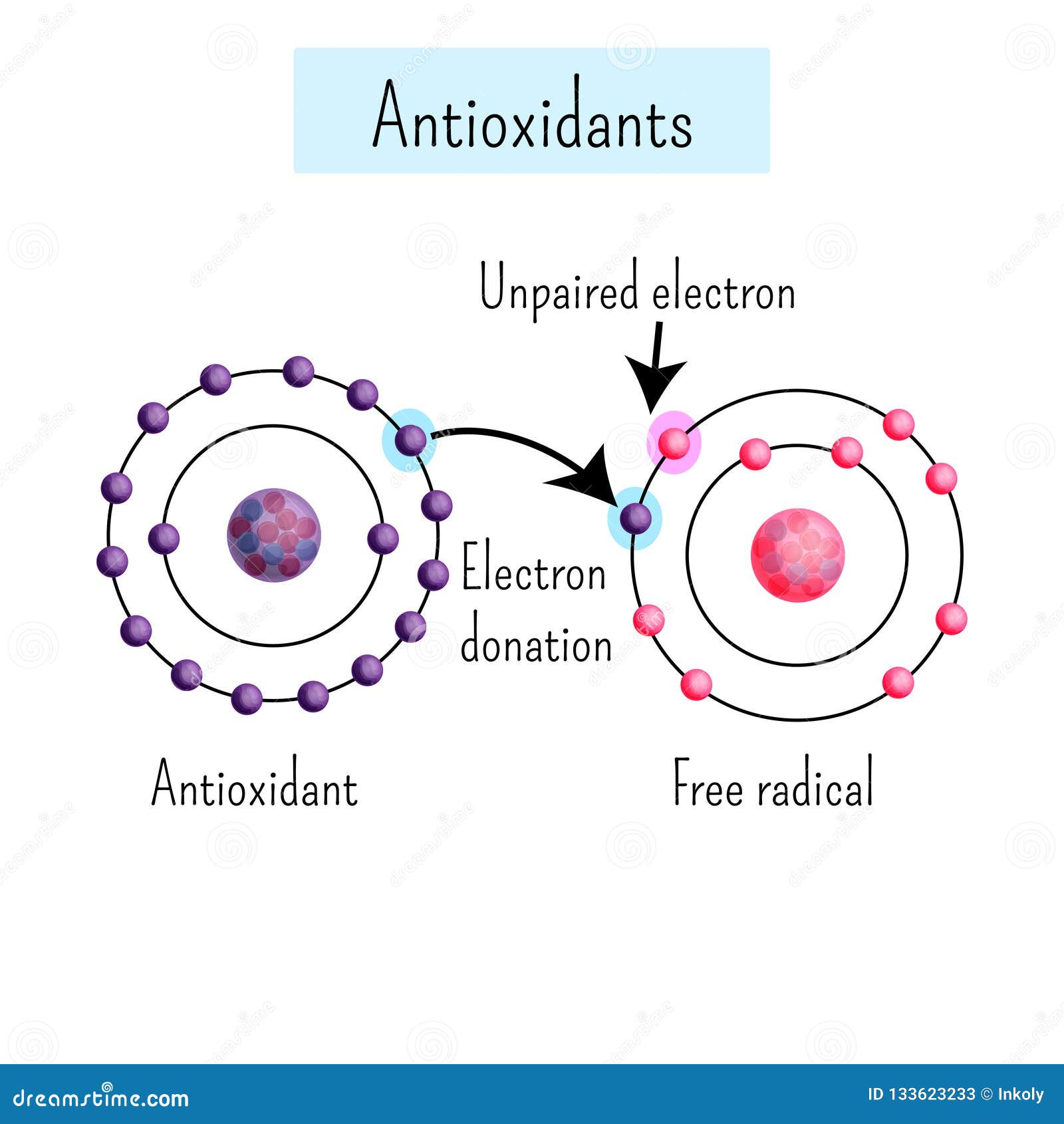 Chemical Diagram Showing Antioxidant Dinates Electron To Free Radical