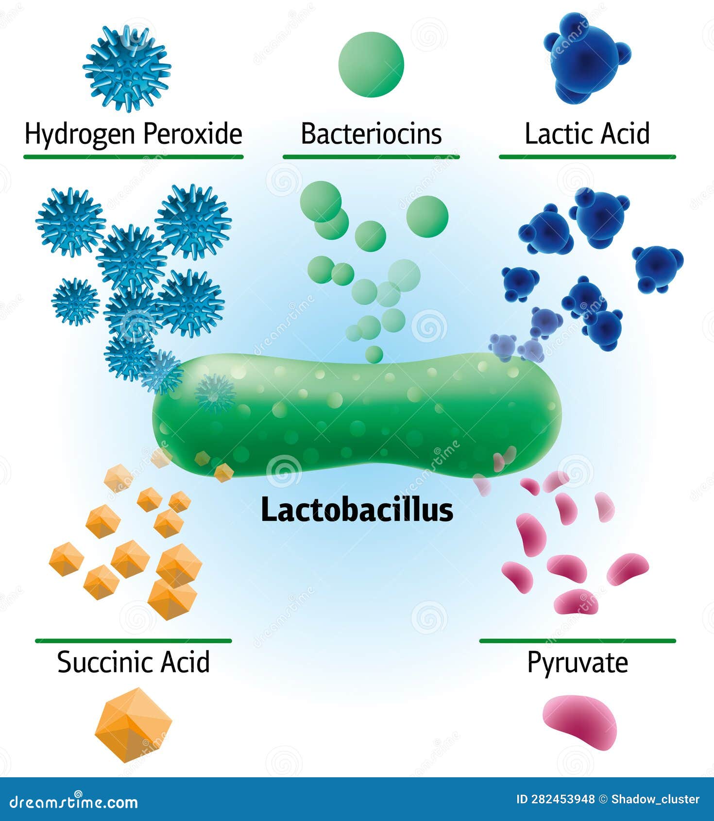 Lactobacillus Diagram