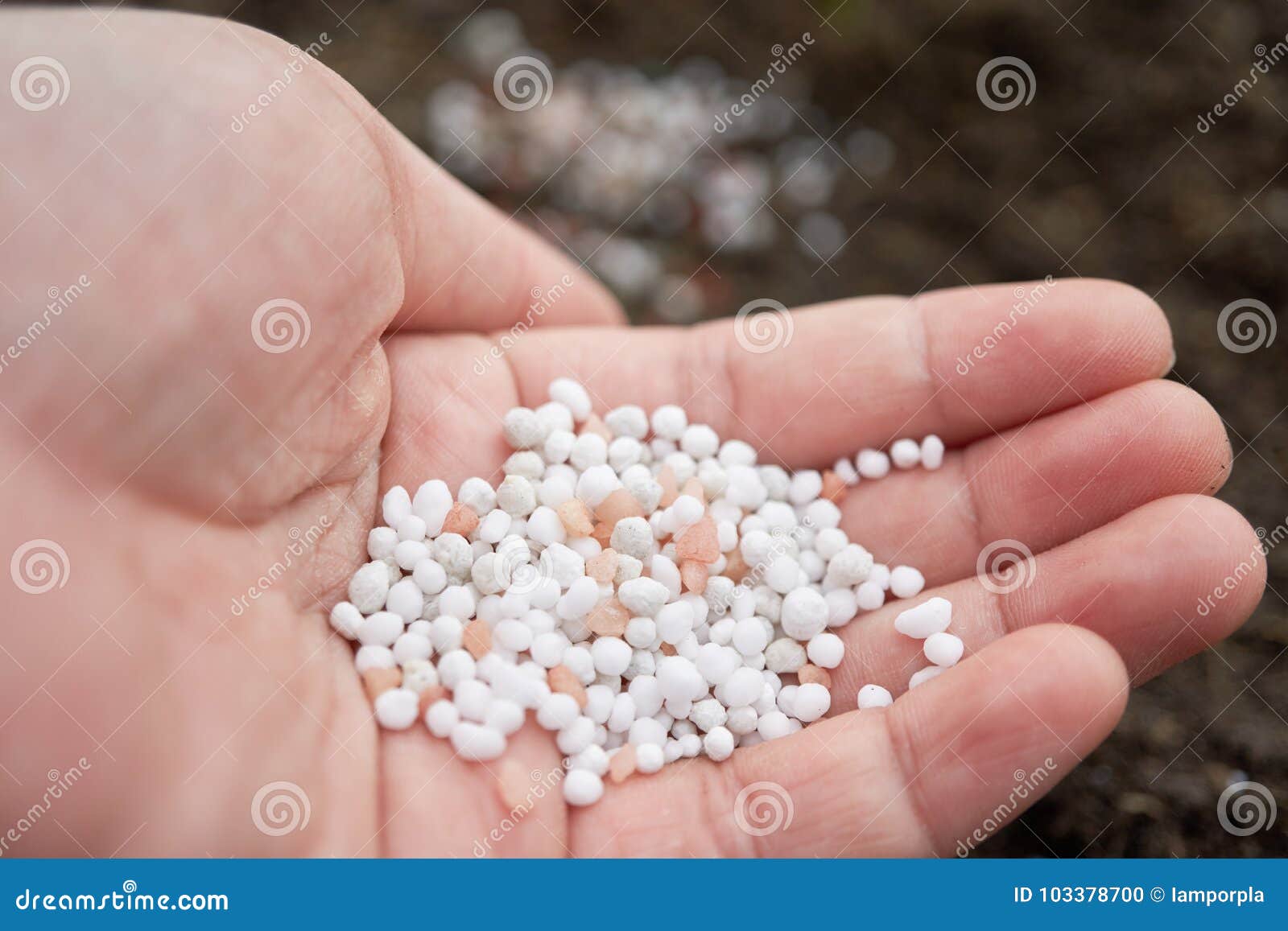 Fertilizer in farmer hand stock photo. Image of farmer - 103378700