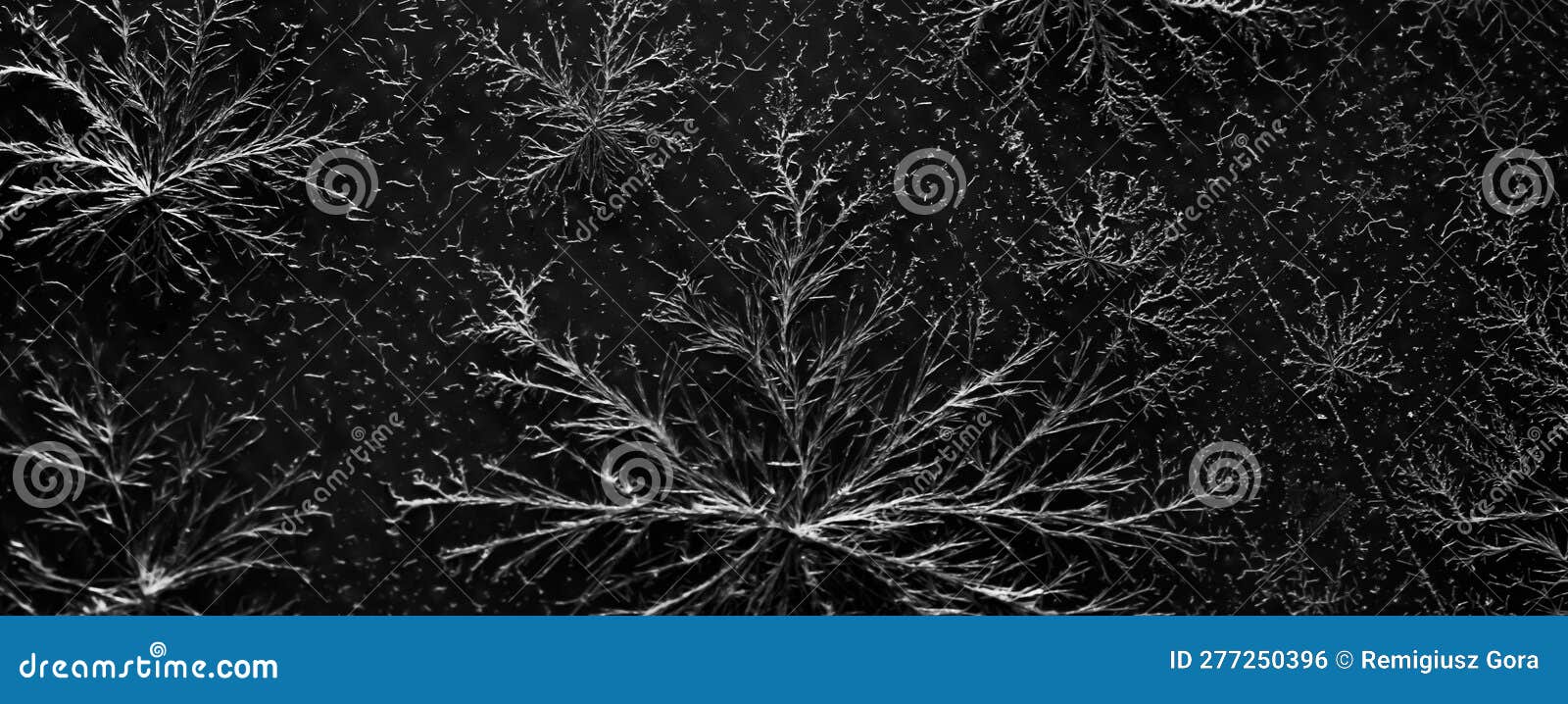 Chemical Flowers from Crystals, Nature Patterns Stock Photo - Image of ...